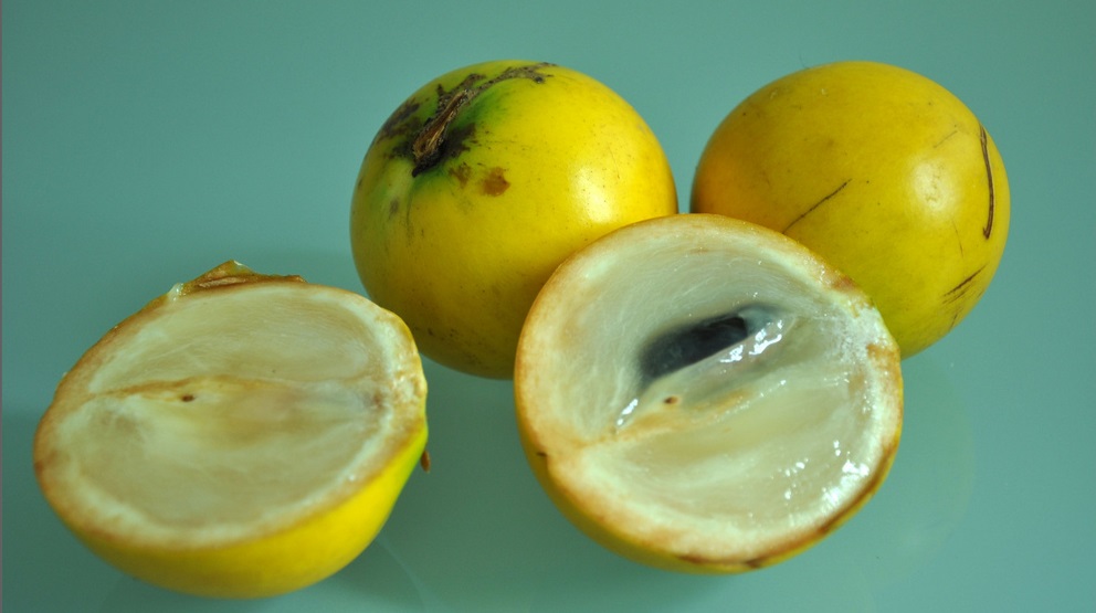 Abiú - Mixology News